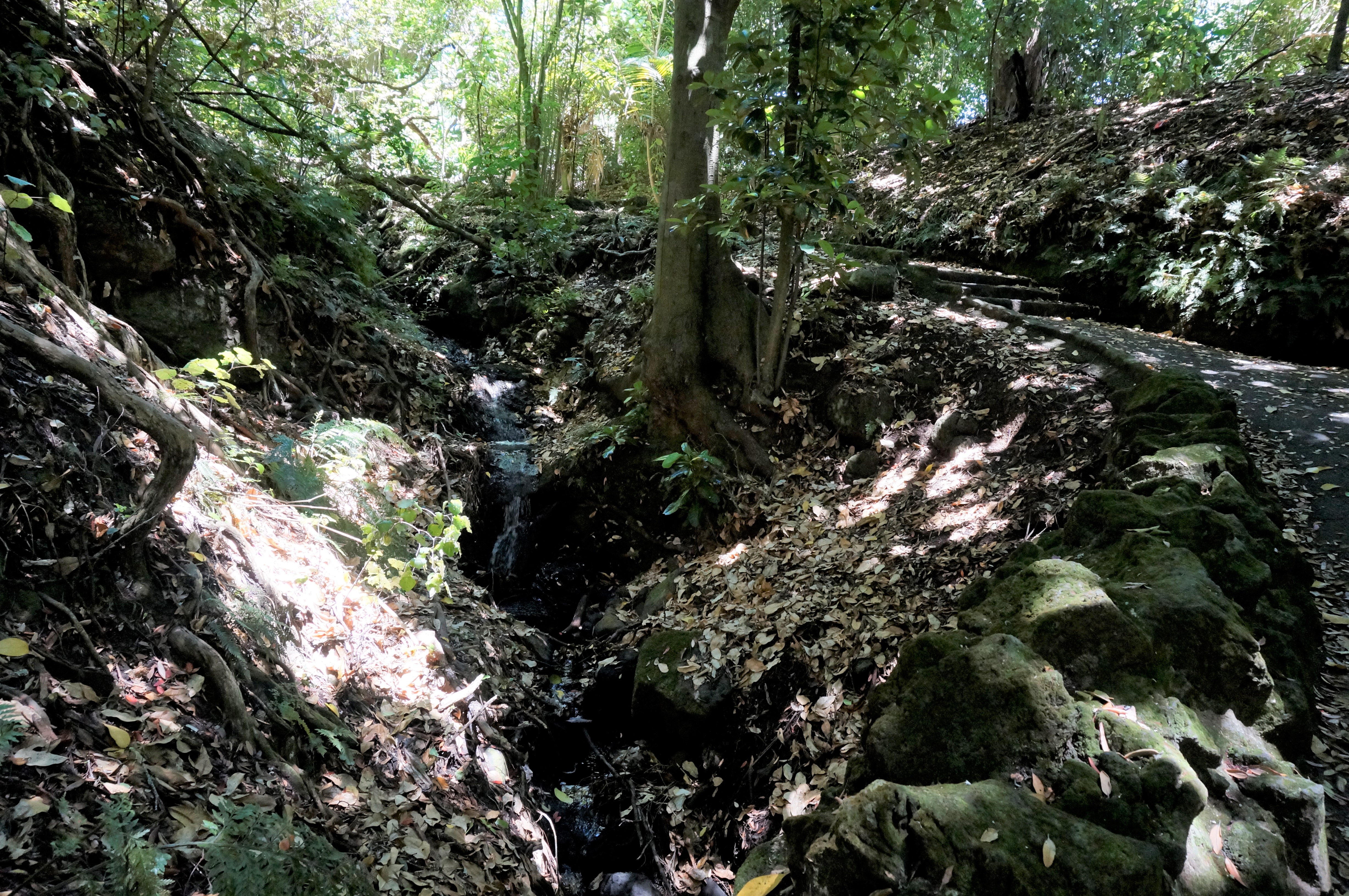 Lovers Walk – Auckland Domain – Working While Wandering